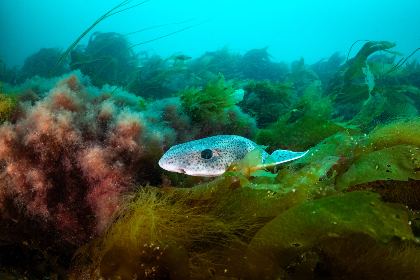 Serie De Wilde Noordzee